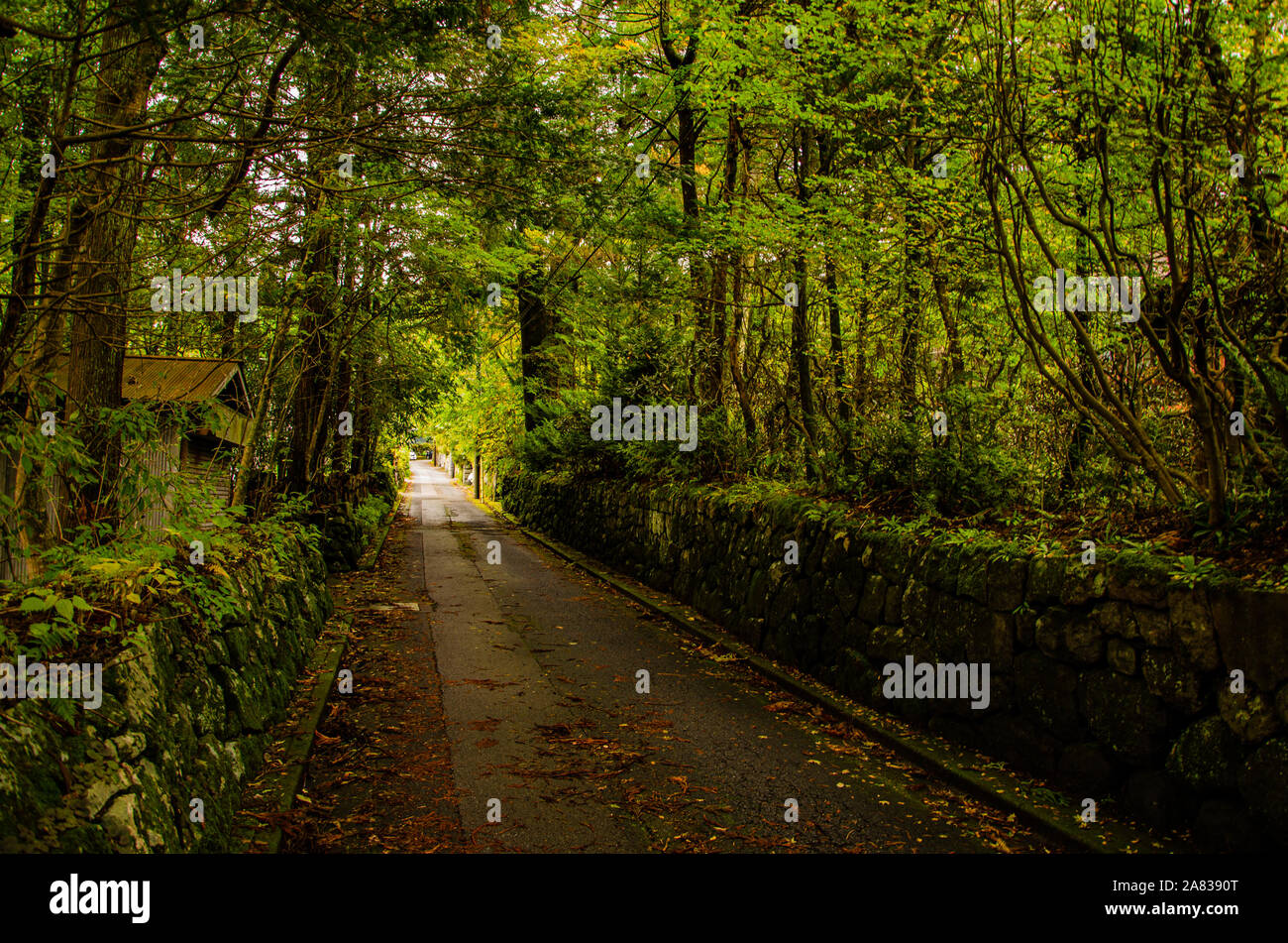 Japanese red pine trees hi-res stock photography and images - Alamy