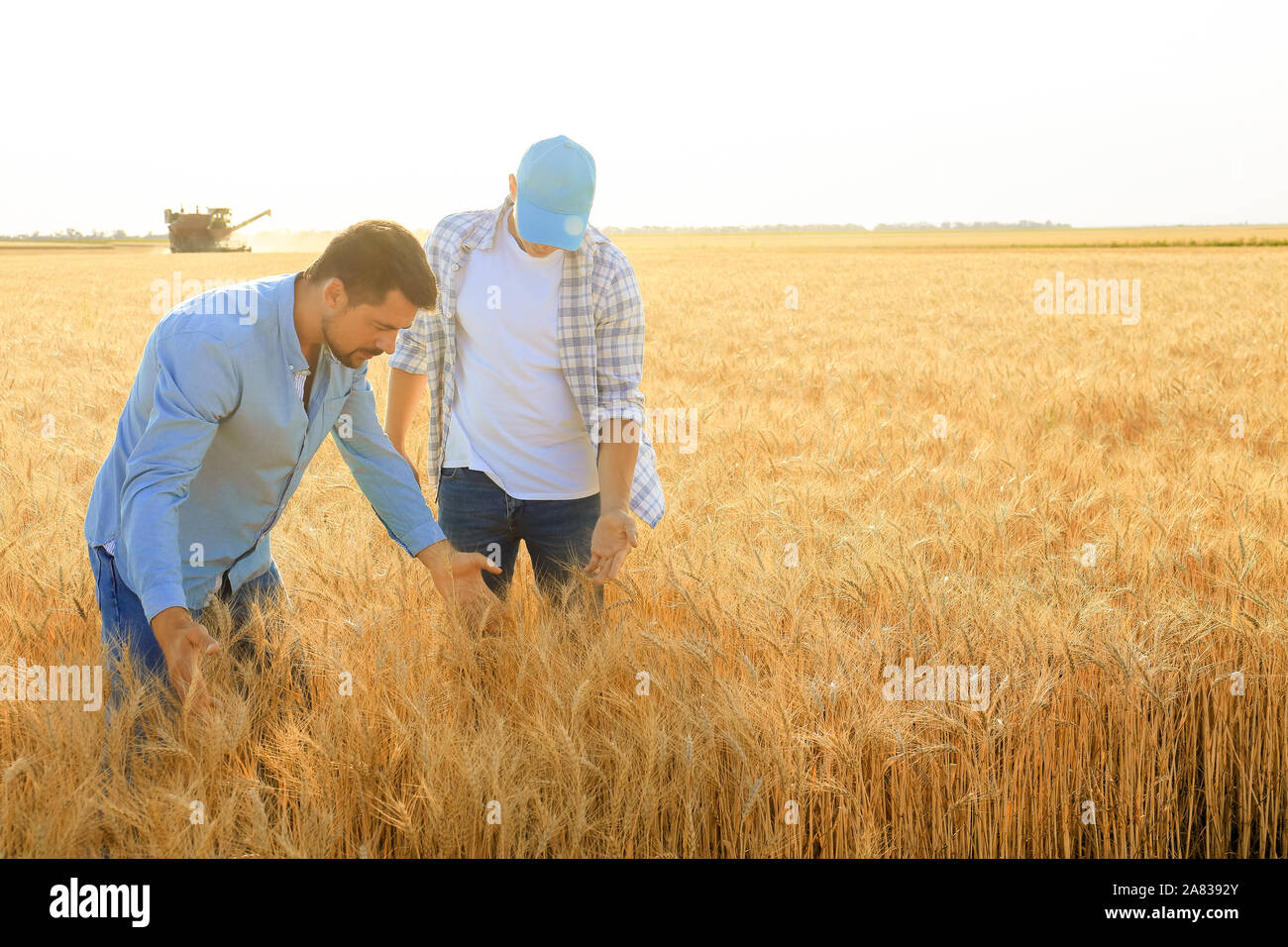 Male farmers working in wheat field Stock Photo - Alamy
