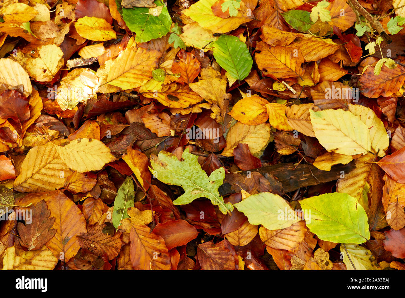 Colourful fallen leaves on woodland floor in autumn woodland, Surrey ...