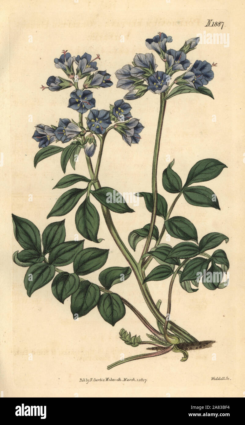 Creeping greek-valerian, Polemonium reptans. Handcoloured botanical ...