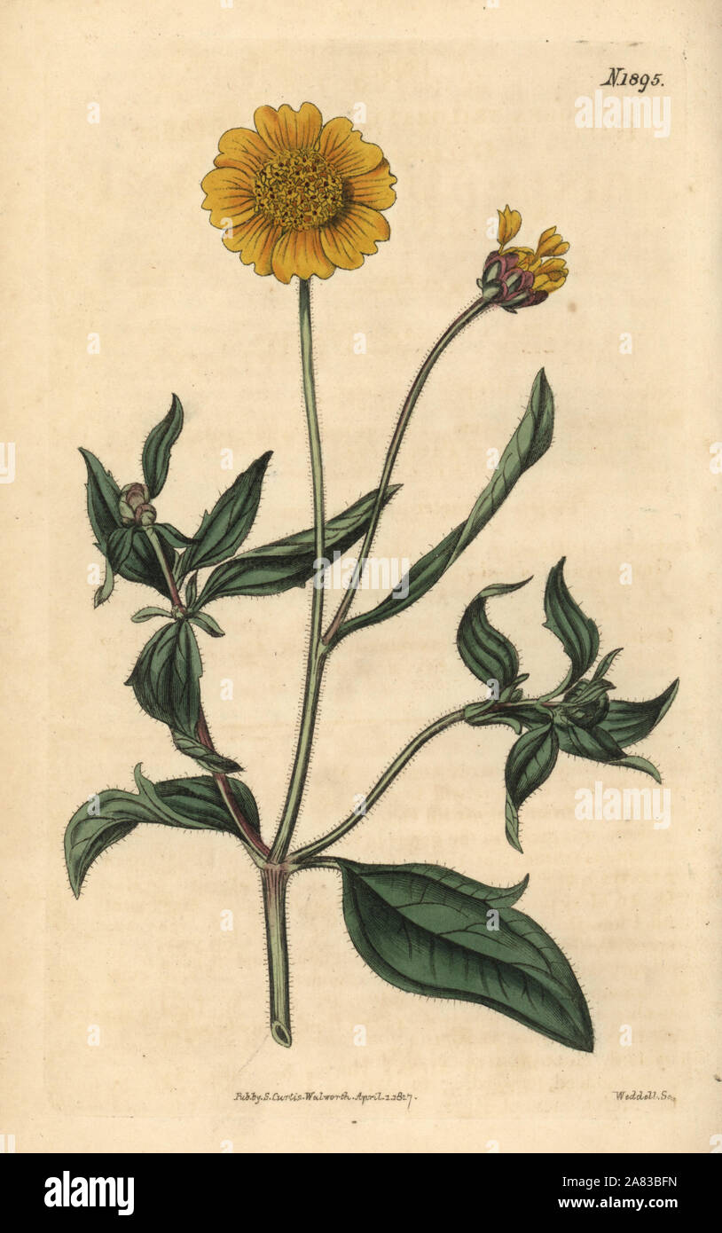 Tridax trilobata (Three-lobed galinsogea, Galinsogea trilobata ...