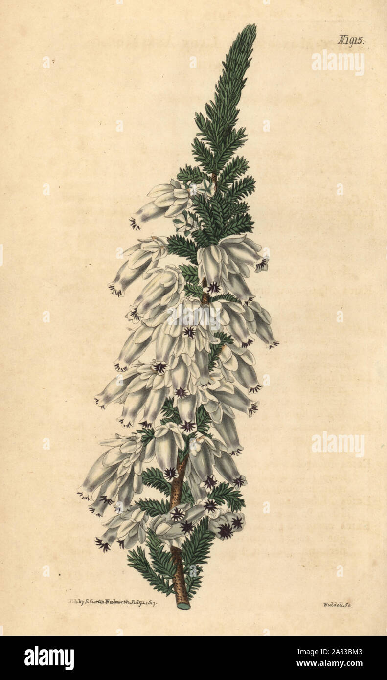 Erica monsoniae hi-res stock photography and images - Alamy