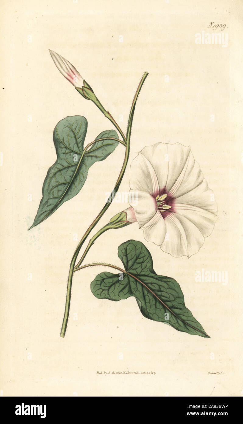 Wild potato vine, manroot Ipomoea pandurata (Fiddle-leaved bindweed ...