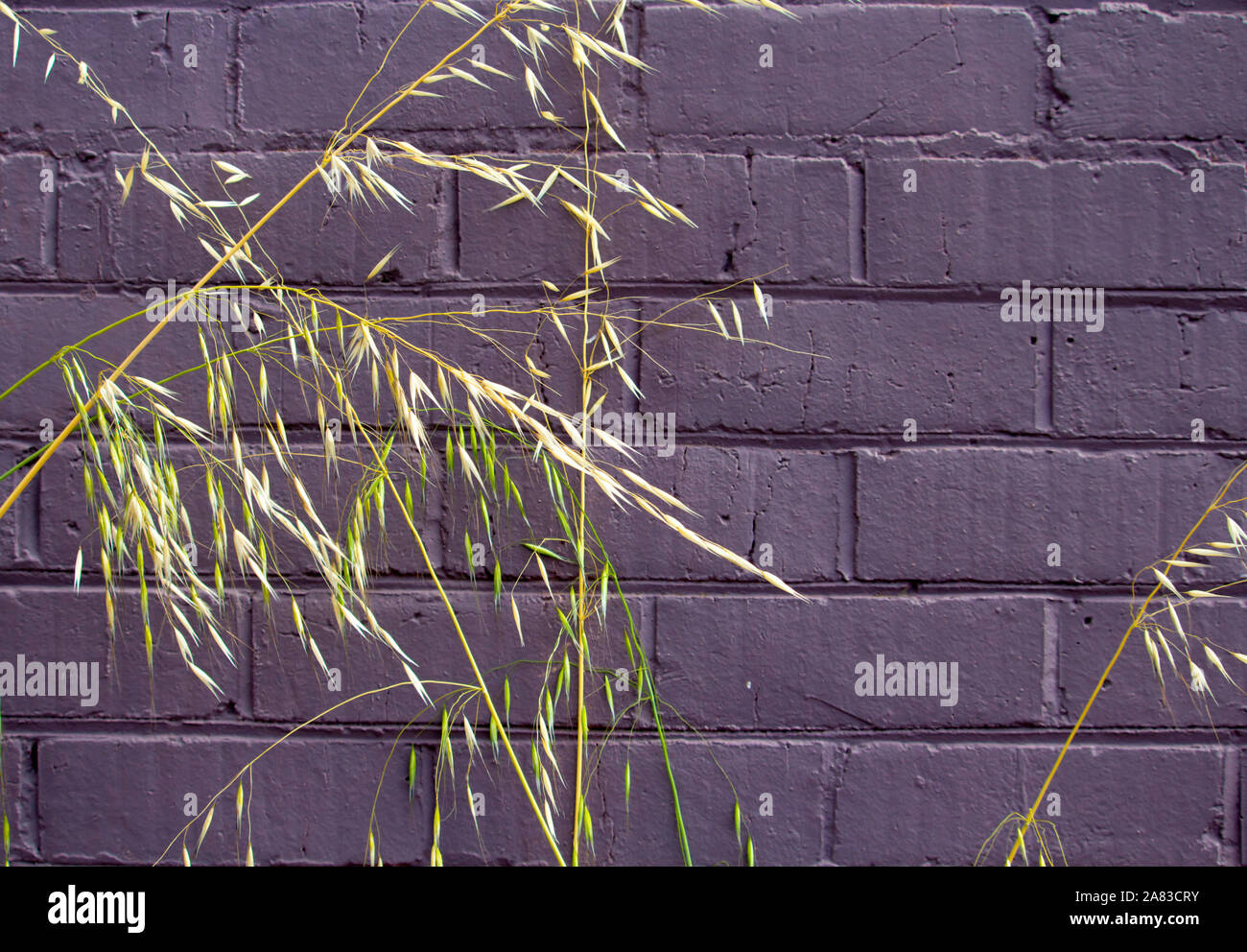 Dried and green Avena fatua wild oats growing in spring and summer ...