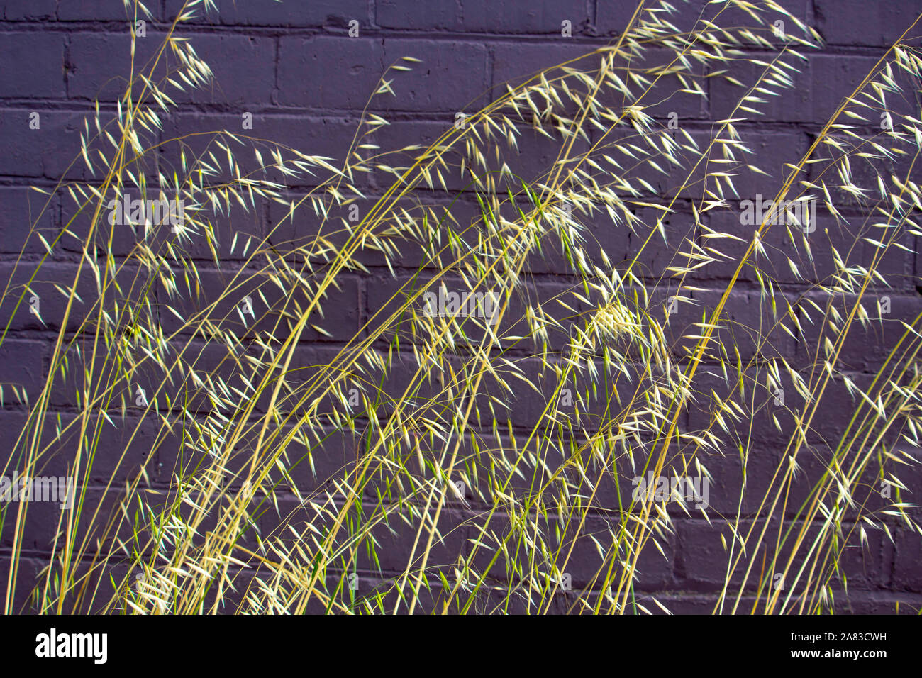 Dried and green Avena fatua wild oats growing in spring and summer ...