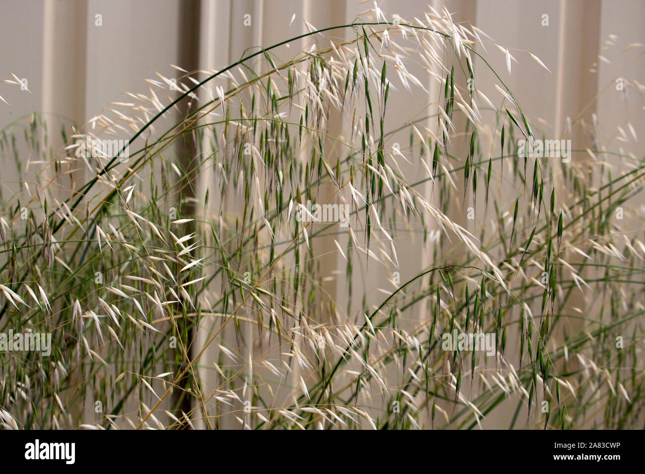 Dried and green Avena fatua wild oats growing in spring and summer ...
