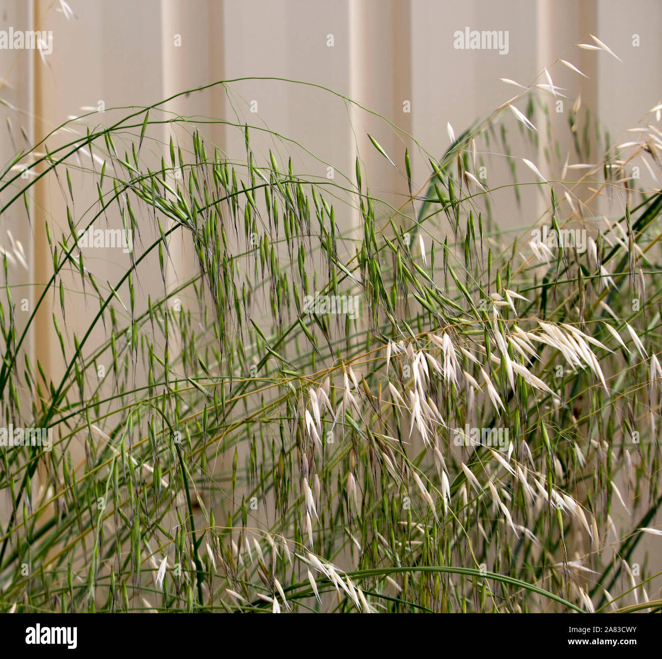 Dried and green Avena fatua wild oats growing in spring and summer ...