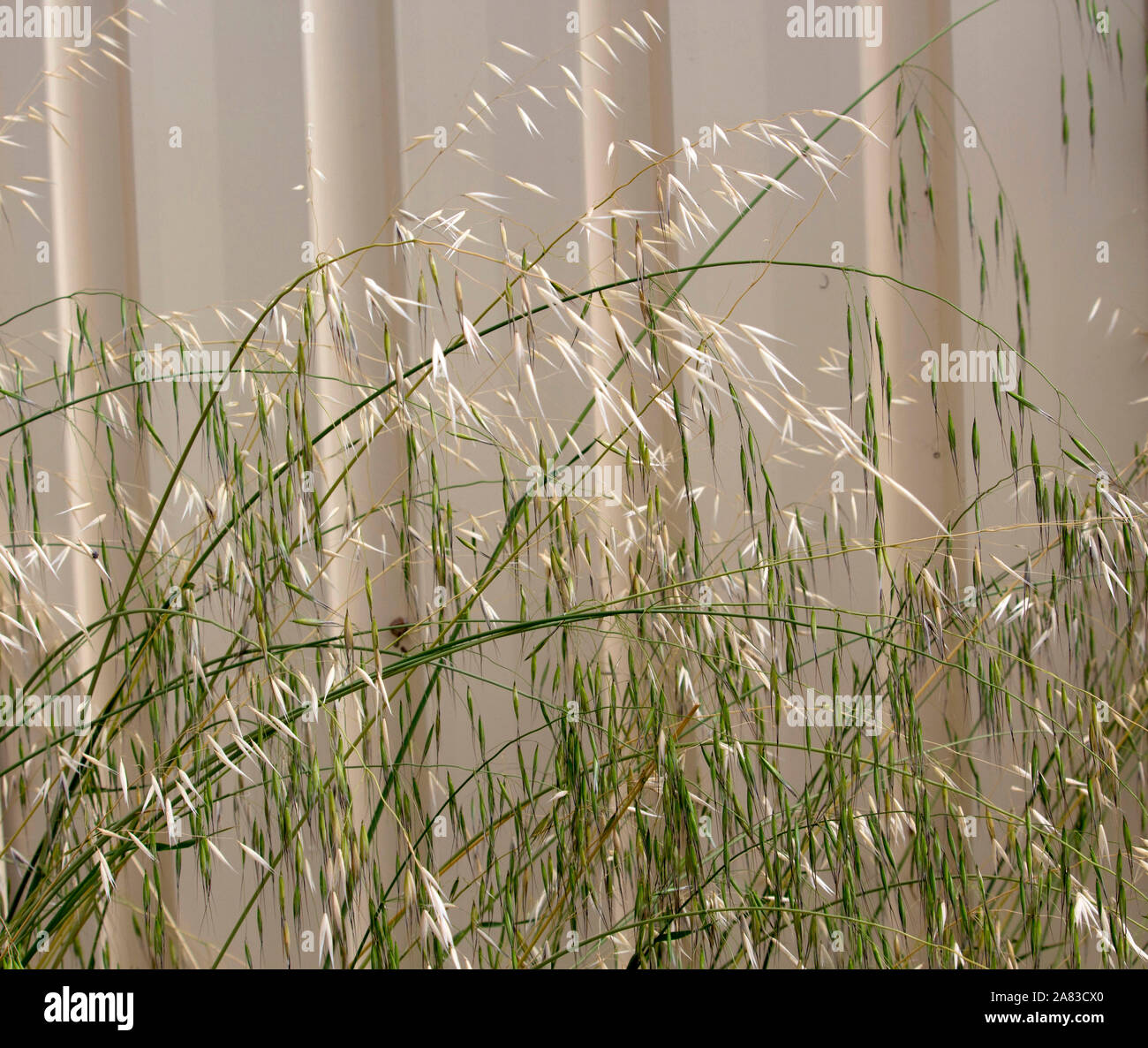 Dried and green Avena fatua wild oats growing in spring and summer ...