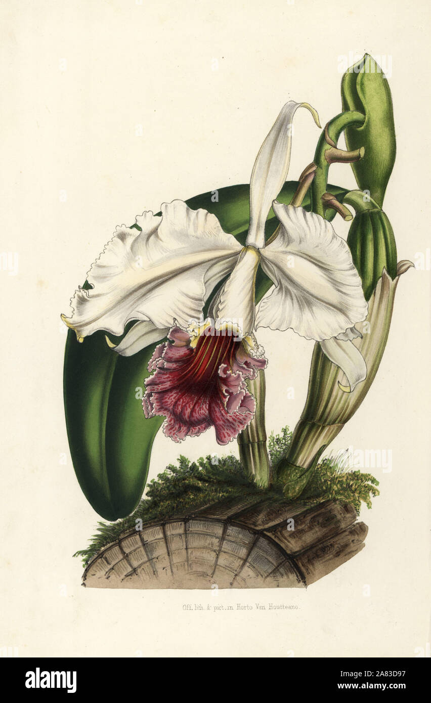 Ruby-lipped cattleya orchid, Cattleya labiata (var. candida ...
