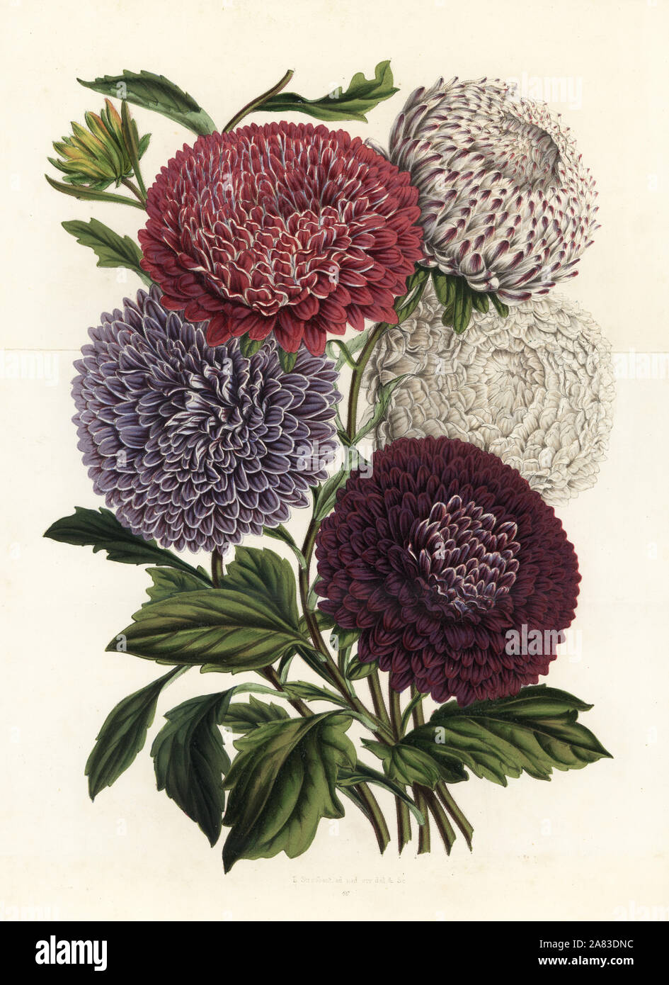 Pyramid shaped flowers hi-res stock photography and images - Alamy