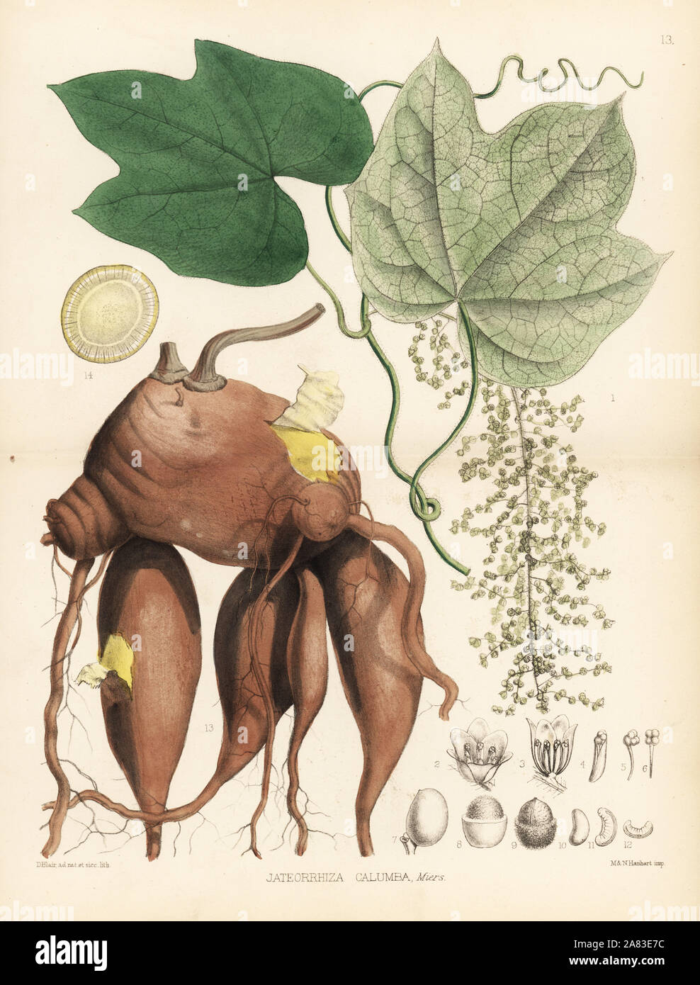 Calumba, Jateorhiza palmata (Jateorrhiza calumba). Handcoloured ...