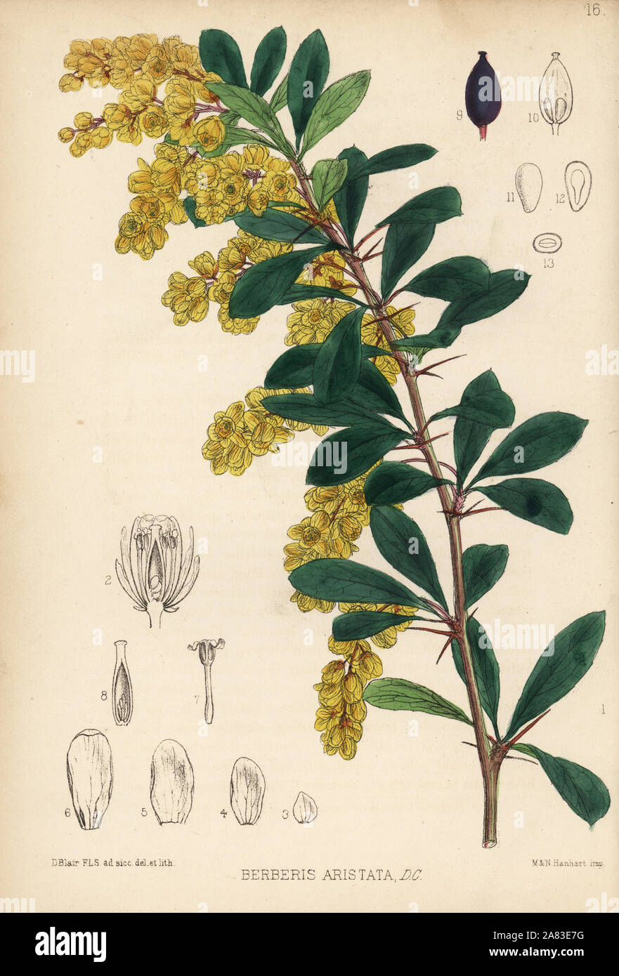 Indian barberry, tree turmeric or sumlu, Berberis aristata ...