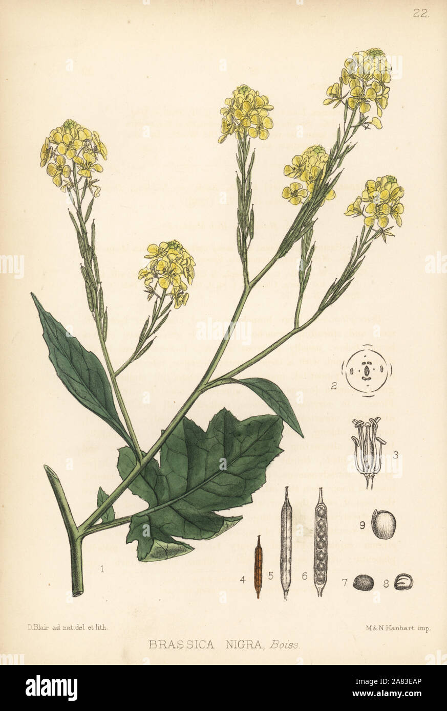 Black Mustard Plants