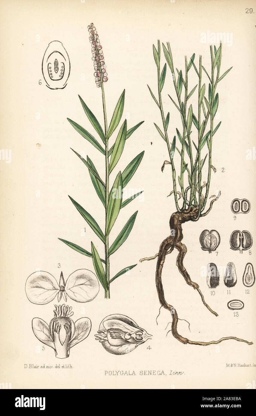 Rattlesnake-root or Seneca snake-root, Polygala senega. Handcoloured ...