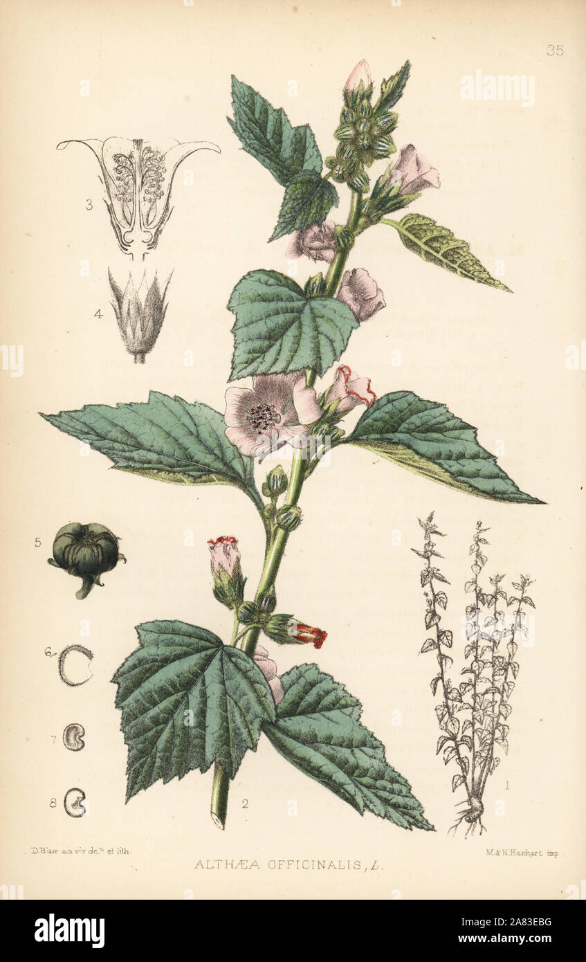 Althaea officinalis illustration hi-res stock photography and images ...