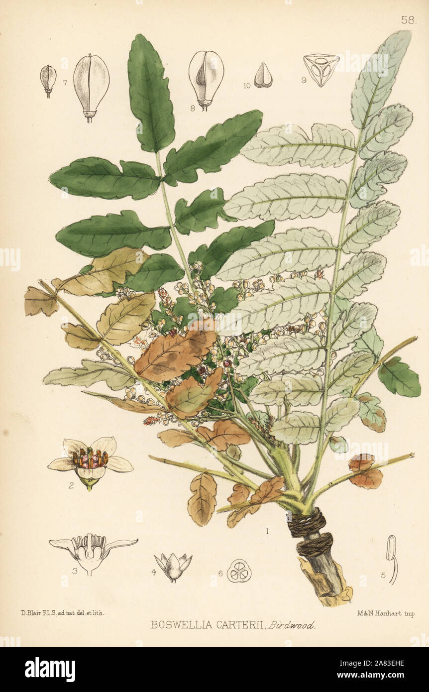 Frankincense, luban tree, or olibanum-tree, Boswellia sacra (Boswellia ...