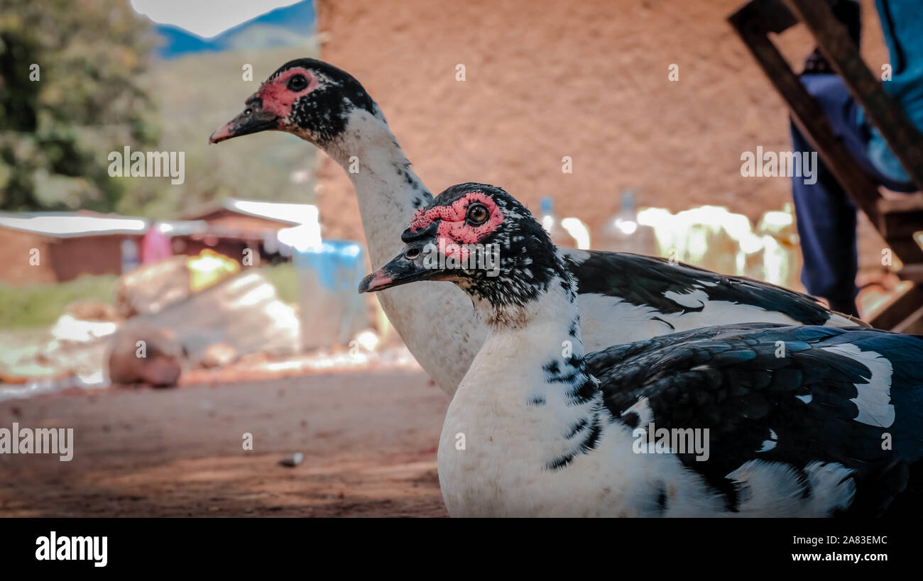 Birds on the Watch Stock Photo - Alamy