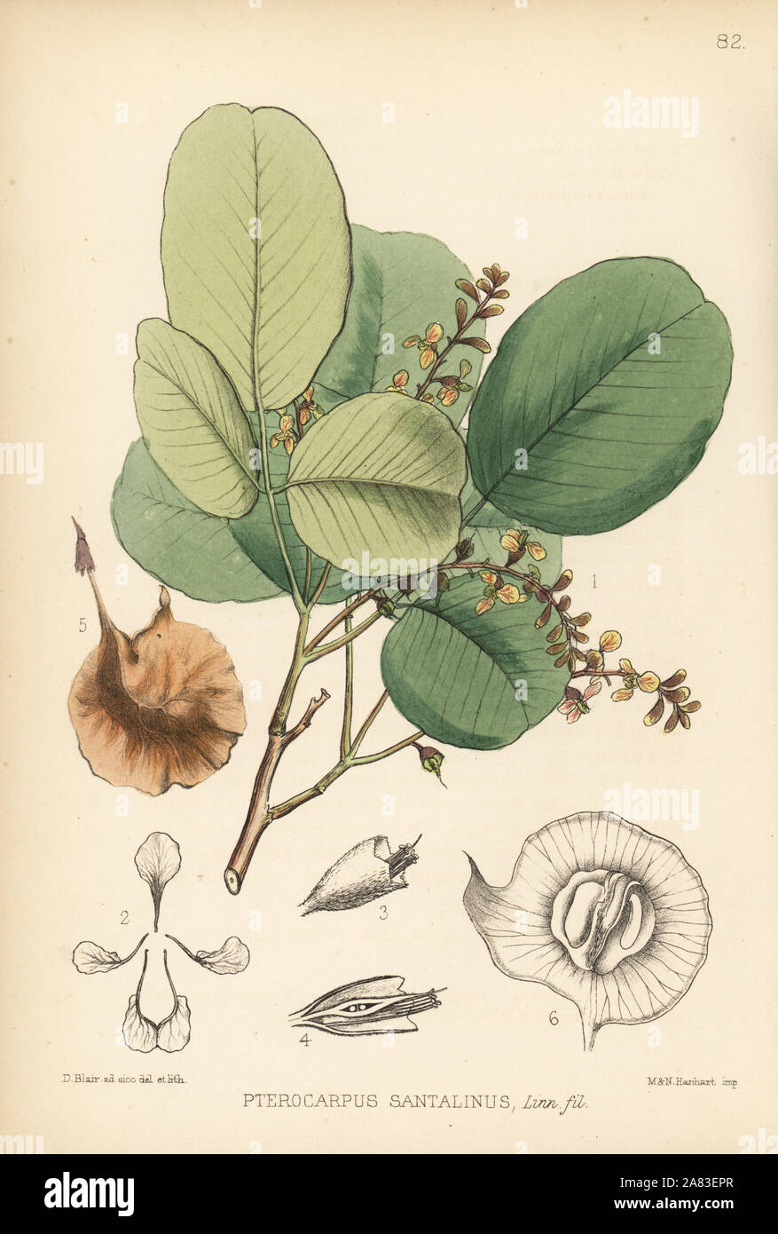 Red sanders wood, red sandalwood or chandam, Pterocarpus santalinus ...