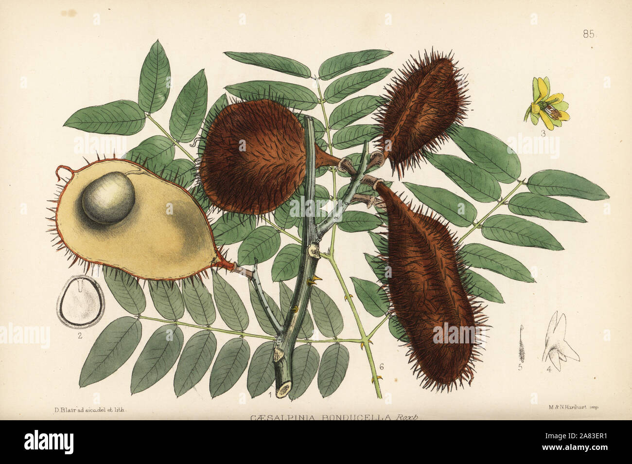 Gray nicker, Caesalpinia bonduc (Caesalpina bonducella). Handcoloured ...