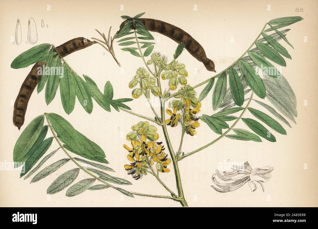 Maryland wild senna, Senna marilandica (Cassia marilandica ...