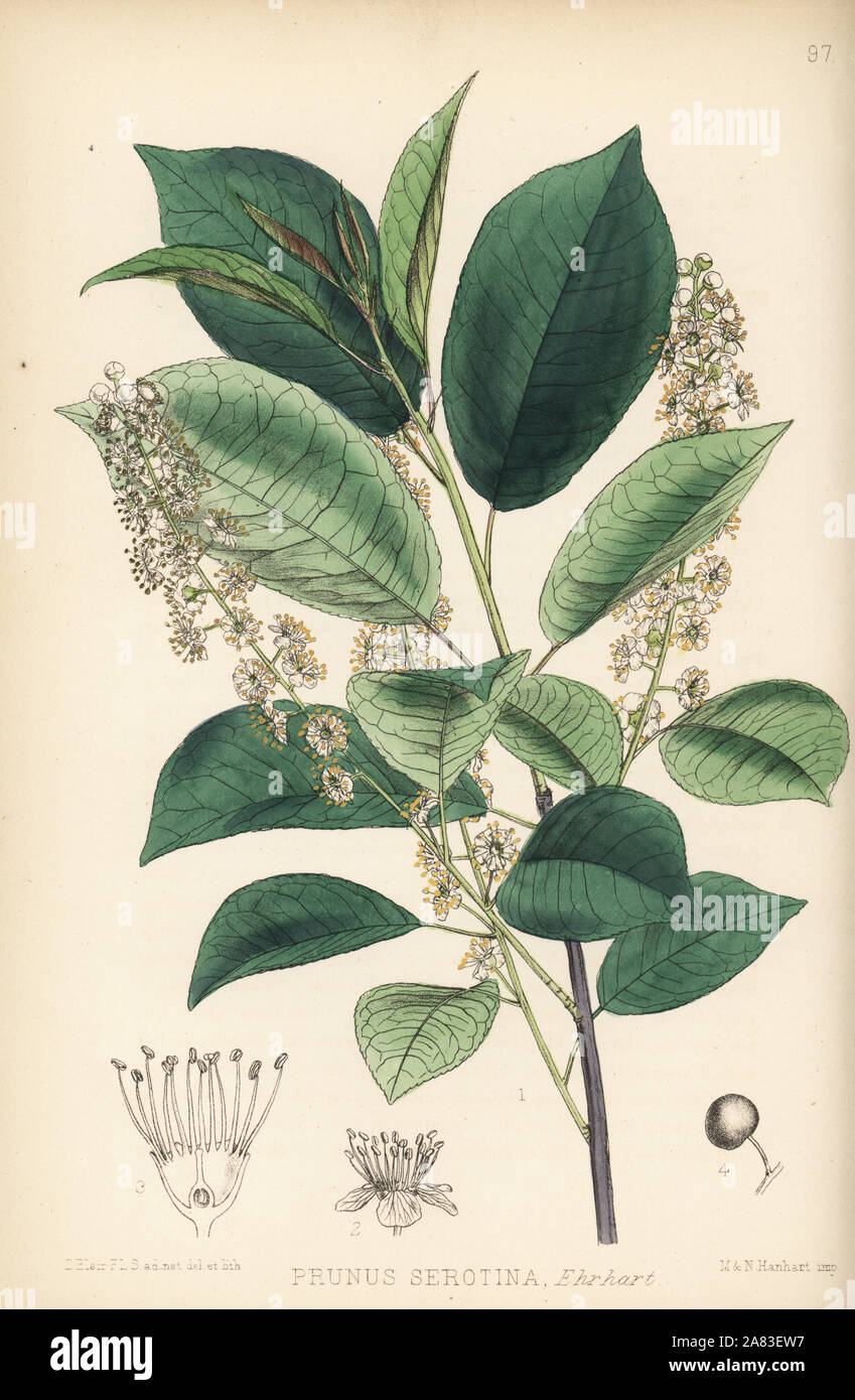 Prunus Serotina