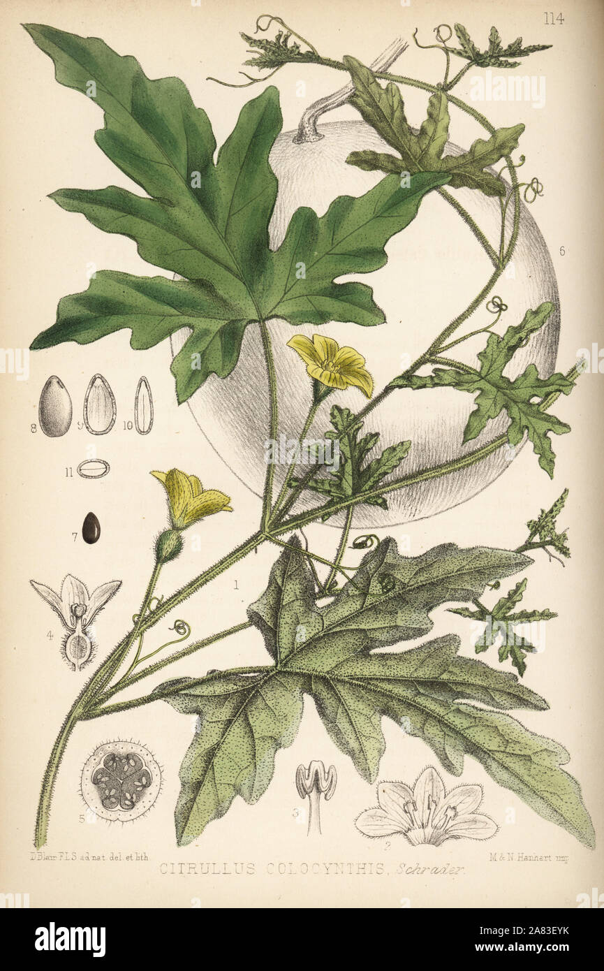 Colocynth or bitter apple, Citrullus colocynthis. Handcoloured ...