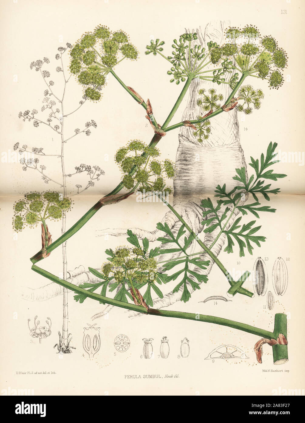 Sumbul, sumbal or muskroot, Ferula moschata (Ferula sumbul ...