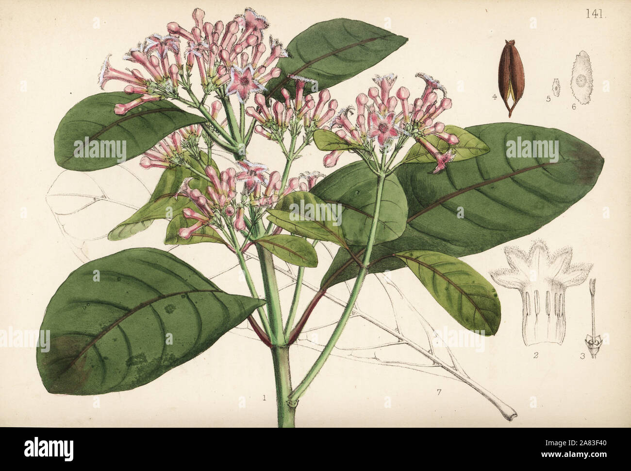 Cinchona Officinalis Tree