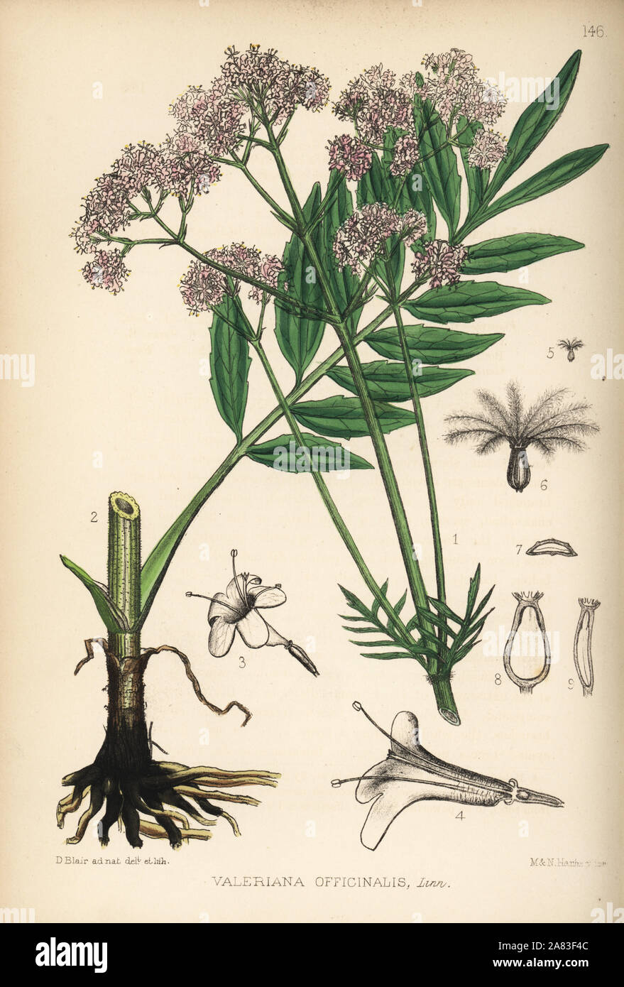 Common valerian, Valeriana officinalis. Handcoloured lithograph by ...