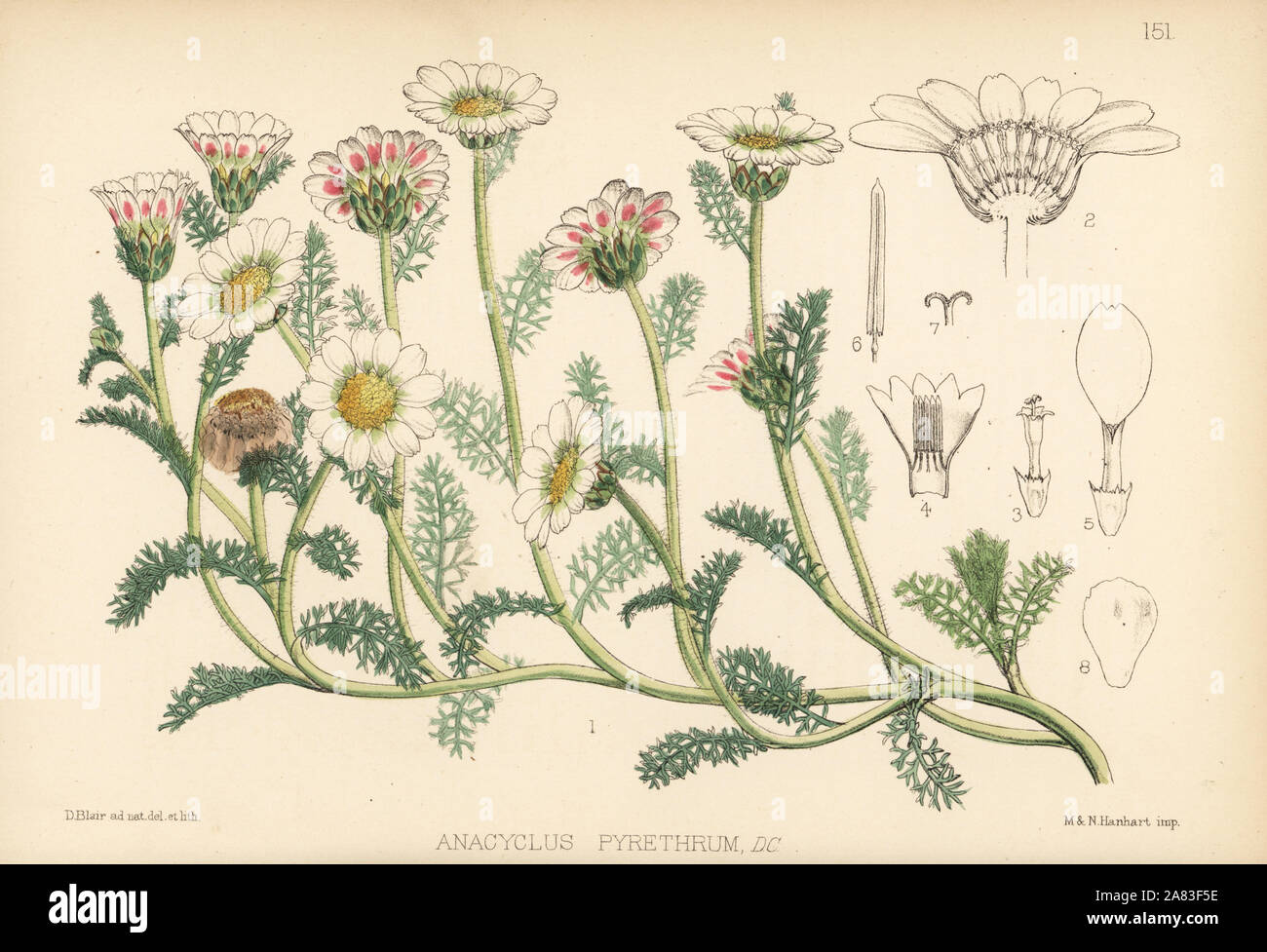 Pellitory of Spain, Anacyclus pyrethrum. Handcoloured lithograph by ...