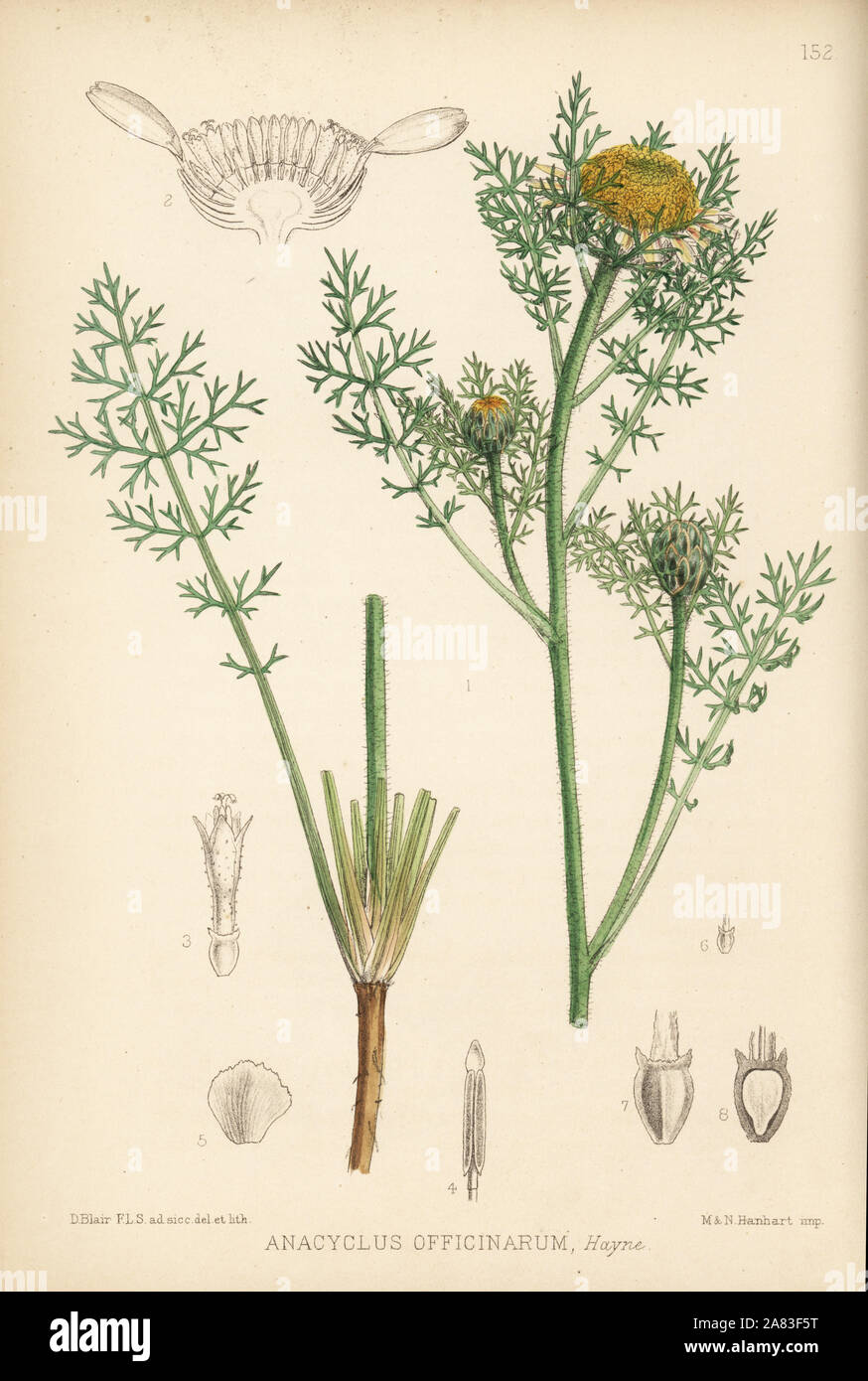 Pellitory, Anacyclus pyrethrum (German pellitory, Anacylus officinarum ...