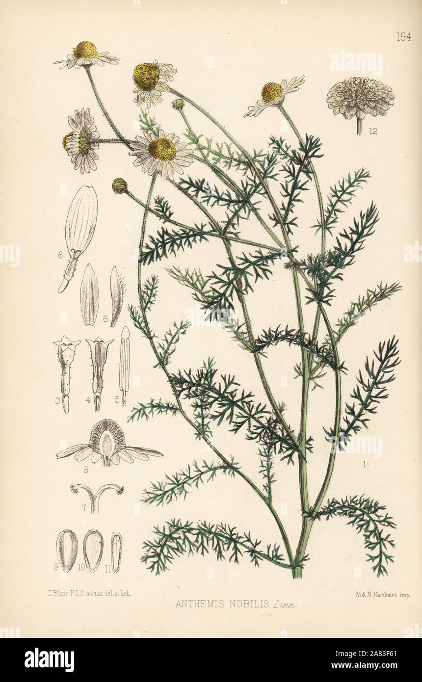 Chamomile botanical illustration medical plants hi-res stock ...