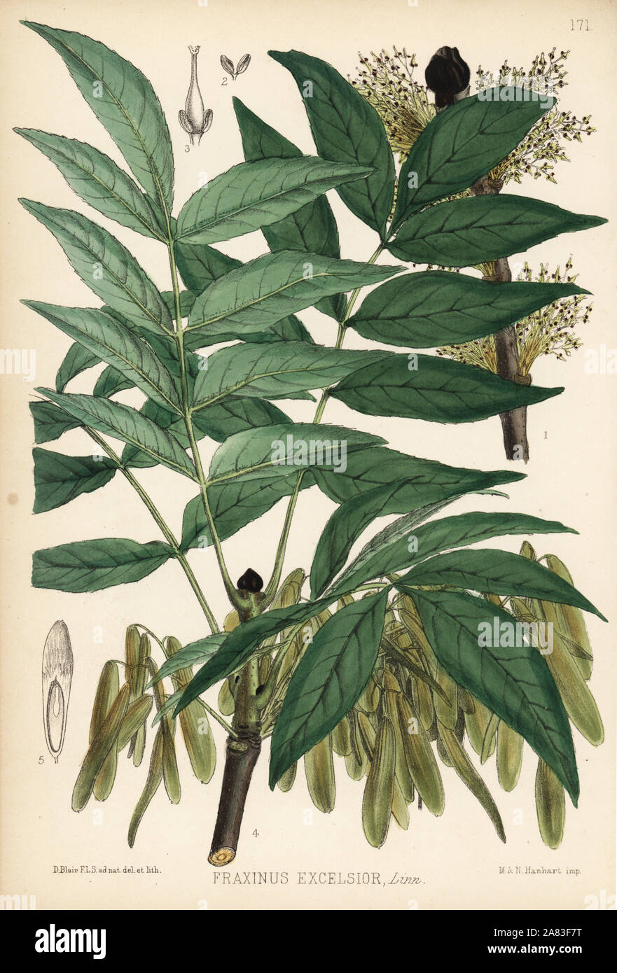 Ash tree, Fraxinus excelsior. Handcoloured lithograph by Hanhart after ...