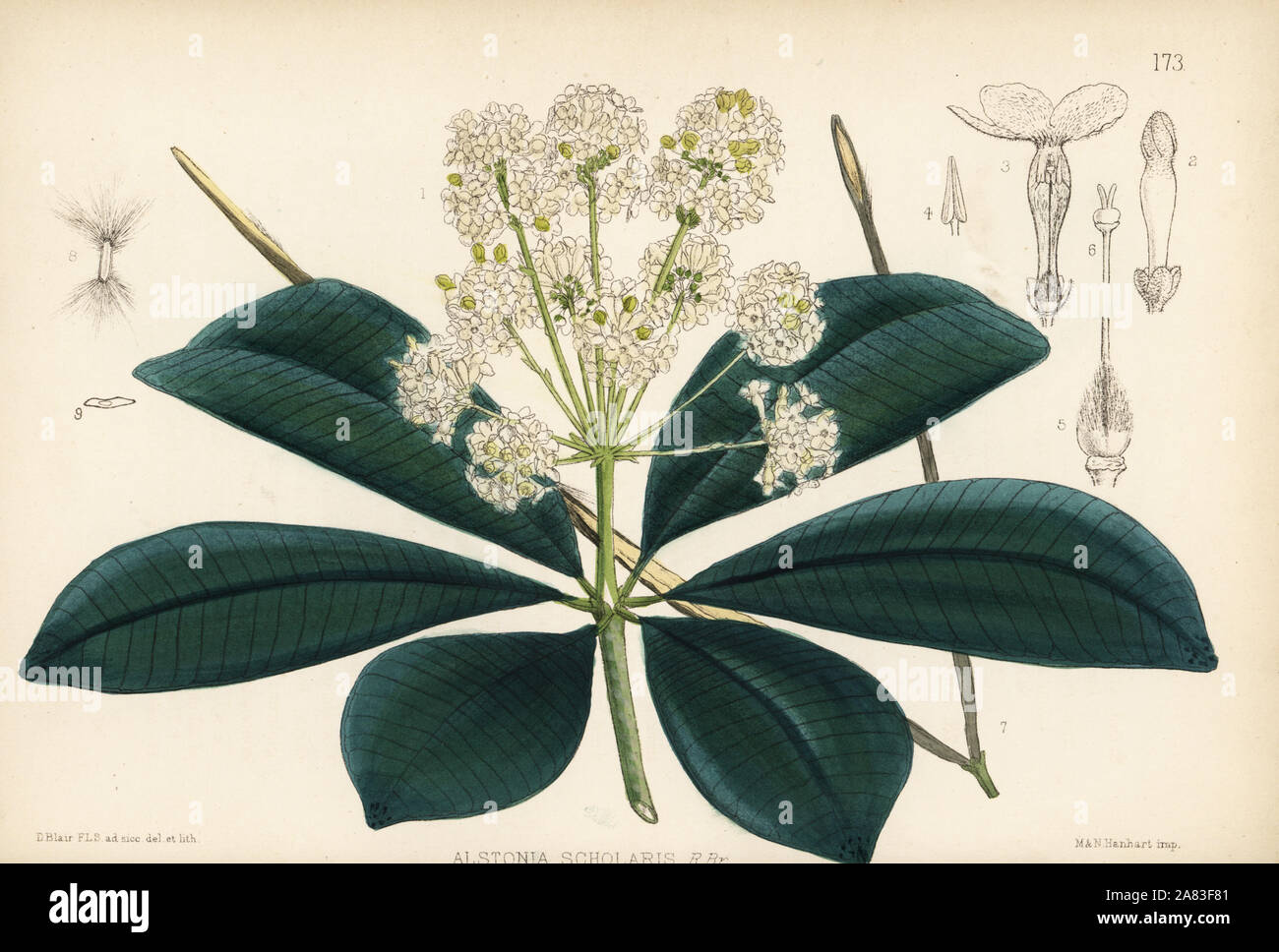 Blackboard tree, Indian devil tree, chatium or satium, Alstonia ...