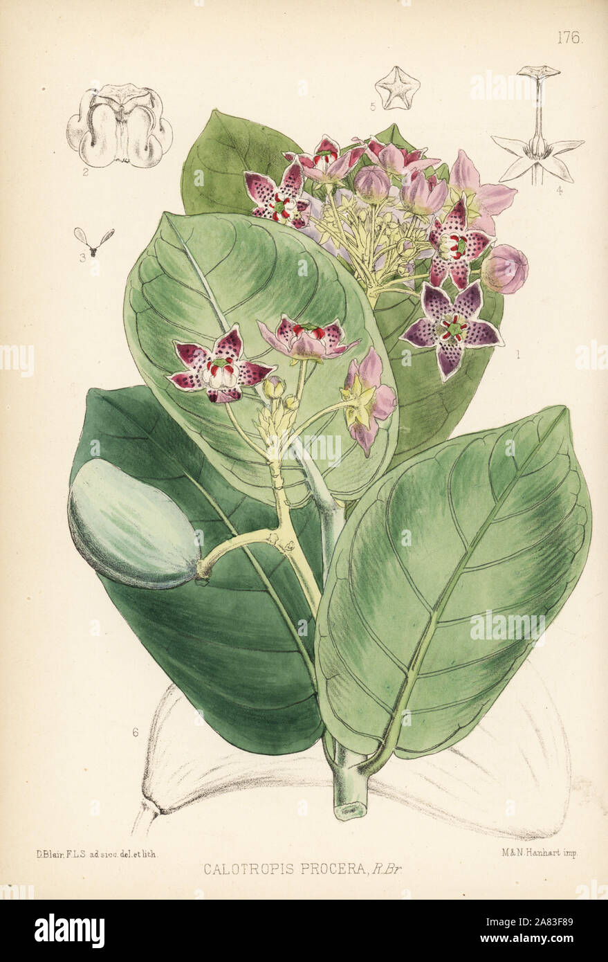 Apple of Sodom, kapok, mudar or madar, Calotropis procera. Handcoloured ...
