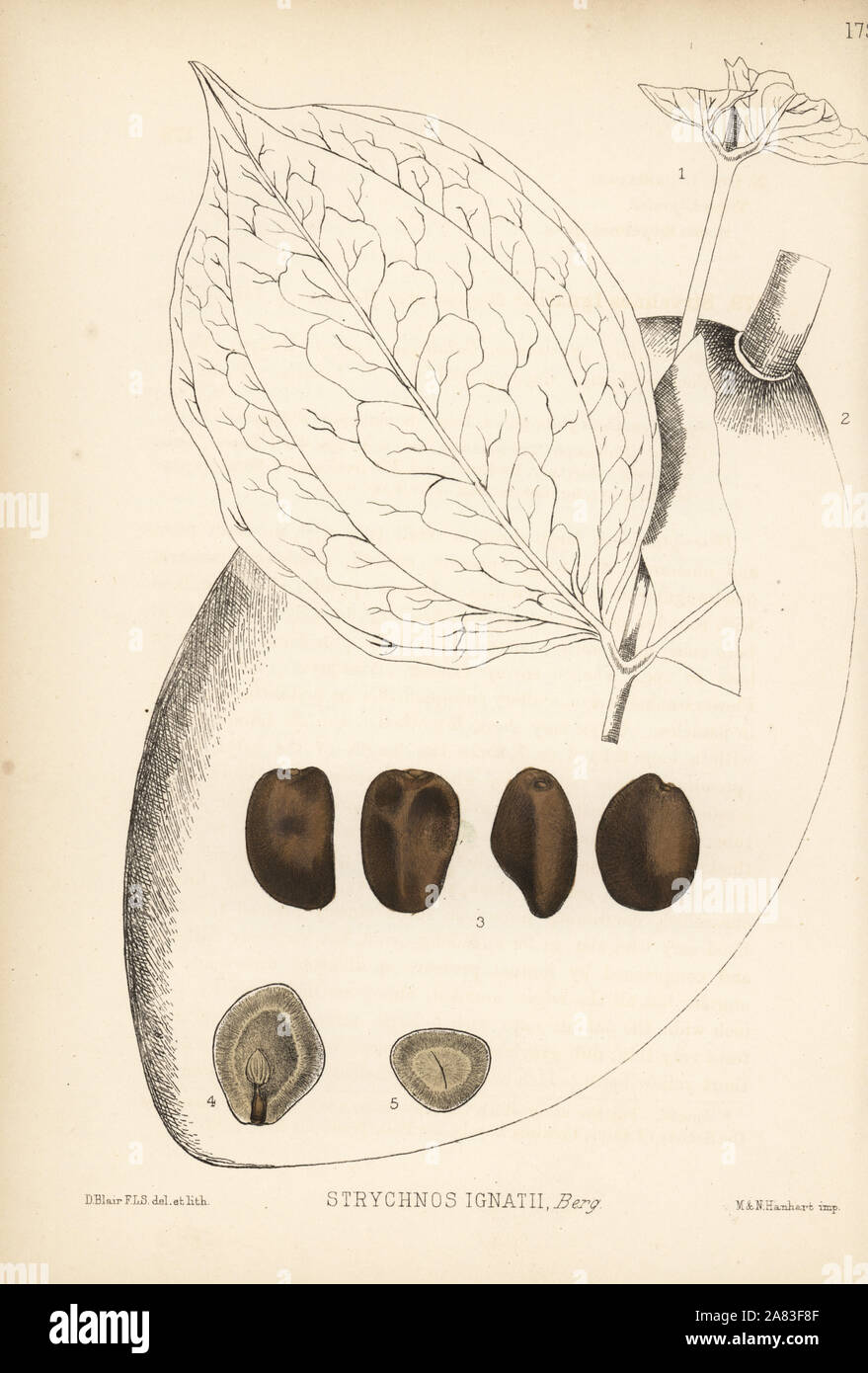 St. Ignatius bean, Strychnos ignatii. Handcoloured lithograph by ...
