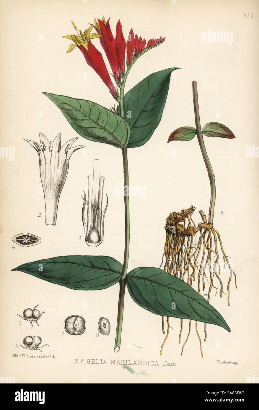 Indian pink-root or Maryland pink-root, Spigelia marilandica ...