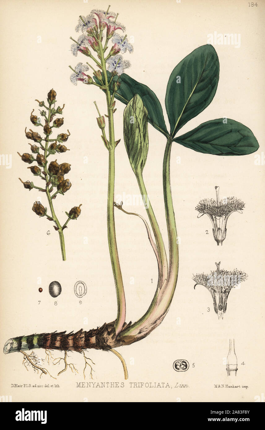 Buckbean, Menyanthes trifoliata. Handcoloured lithograph by Hanhart ...