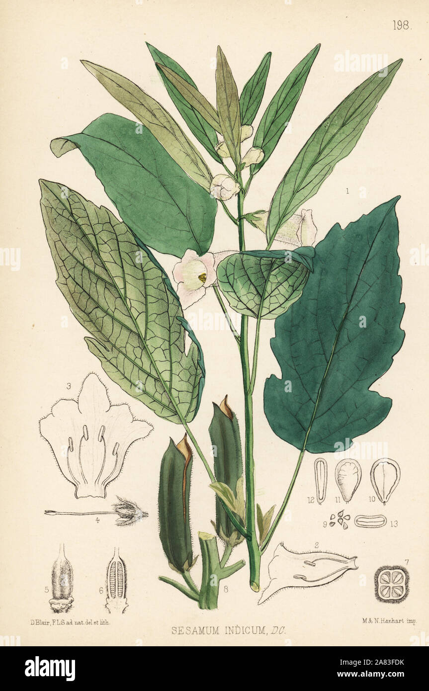 Sesame, til, gingeli or goma, Sesamum indicum. Handcoloured lithograph ...