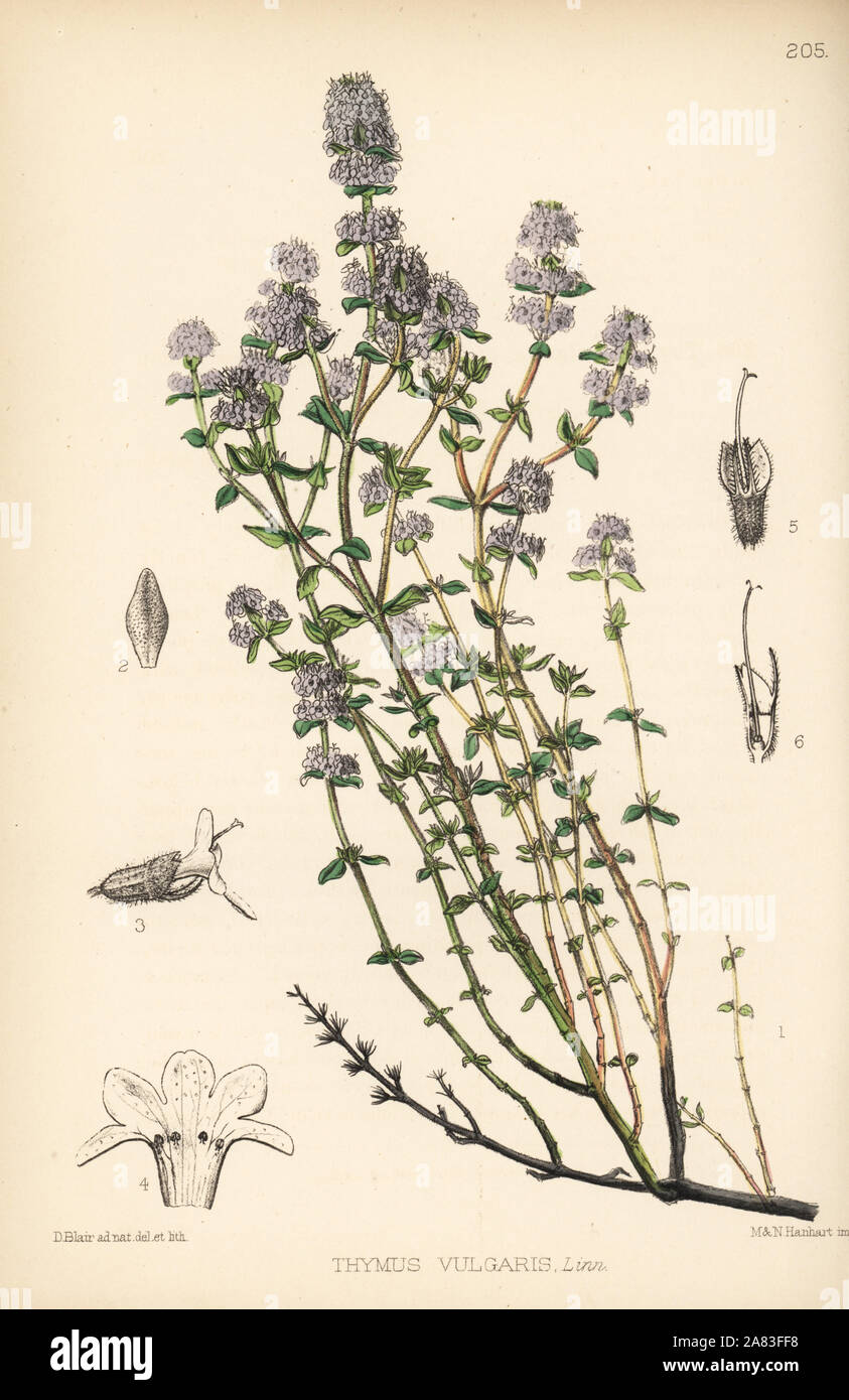 Thyme Botanical Drawing