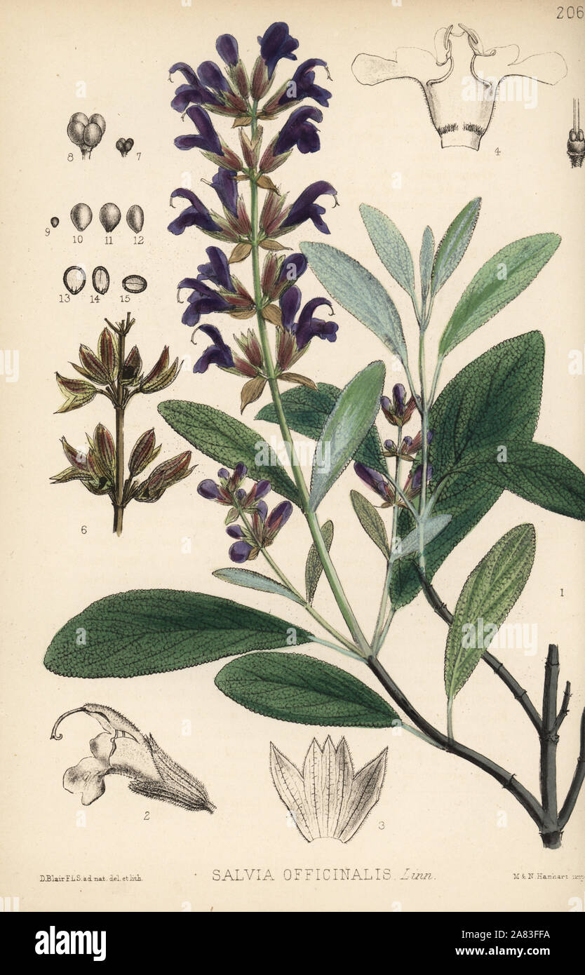 Sage Plant Drawing