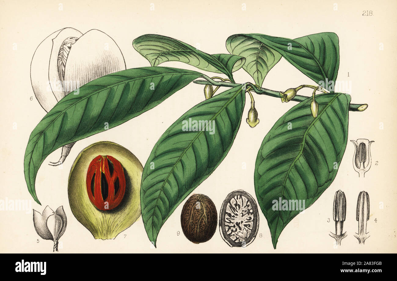 Mace and nutmeg, Myristica fragrans. Handcoloured lithograph by Hanhart ...