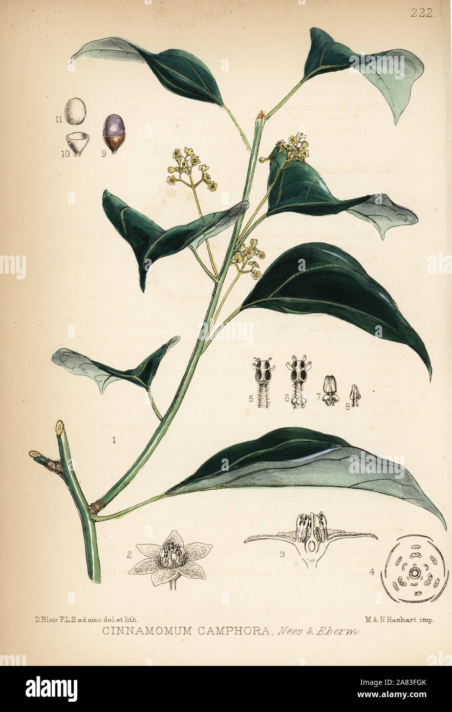 Camphor laurel, Cinnamomum camphora. Handcoloured lithograph by Hanhart ...