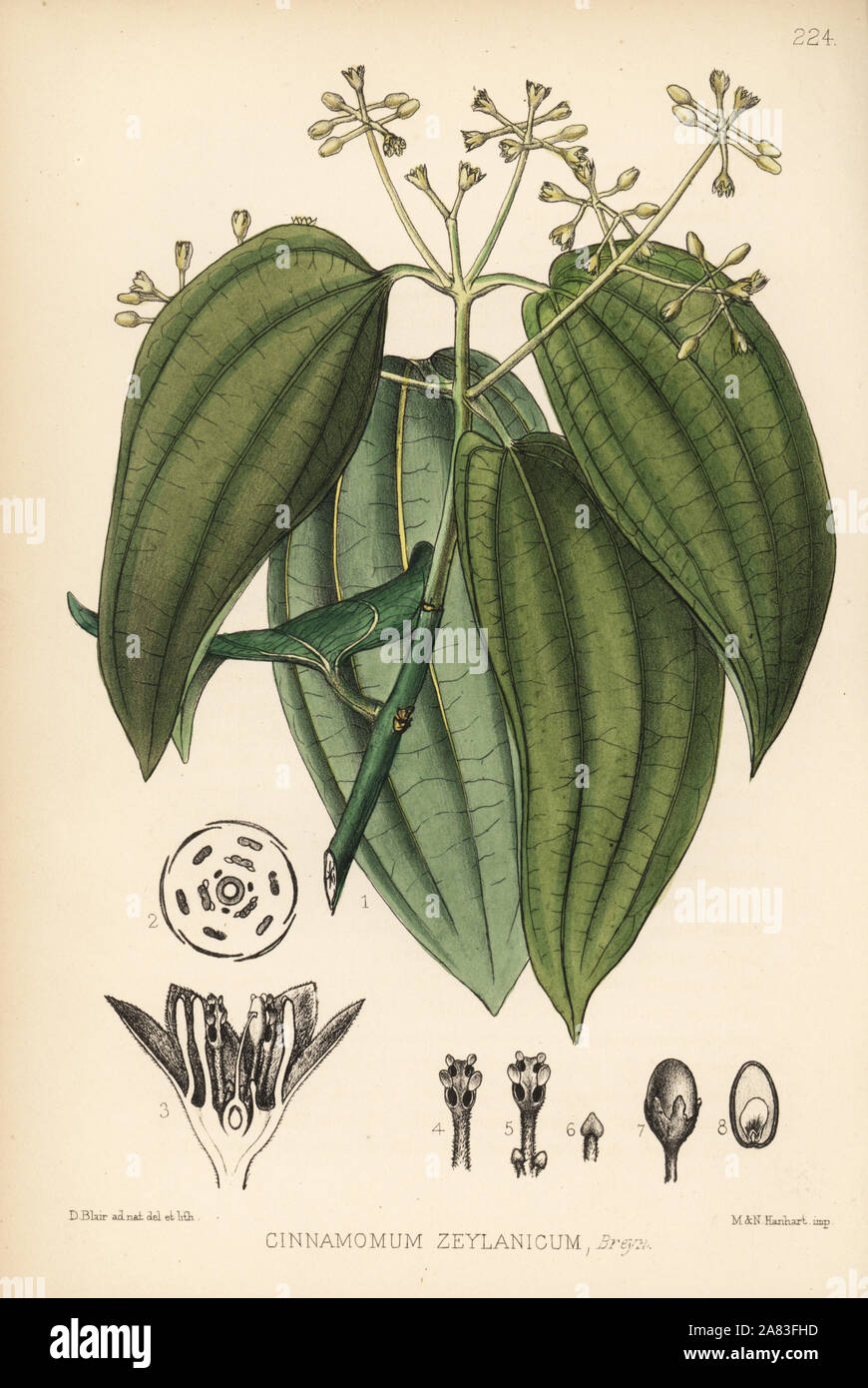 Cinnamomum Zeylanicum Cinnamomum Verum