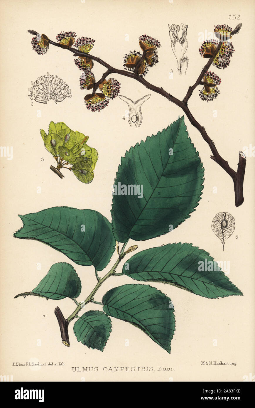 Common elm, Ulmus campestris. Handcoloured lithograph by Hanhart after ...