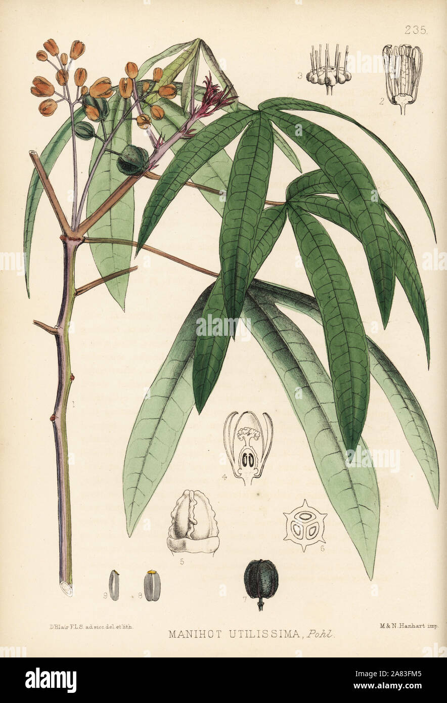 Cassava Plant Illustration