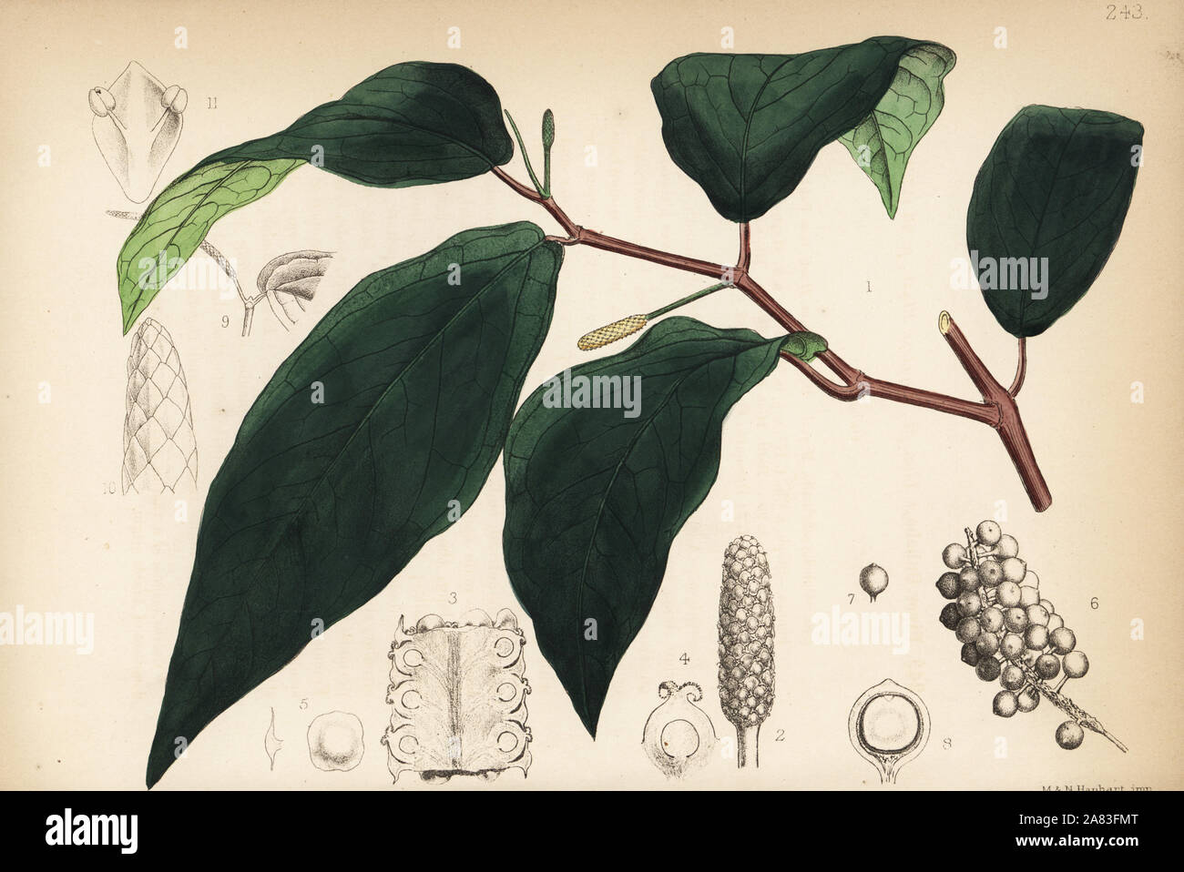 Cubeba, cubebs or tailed pepper, Piper cubeba. Handcoloured lithograph ...