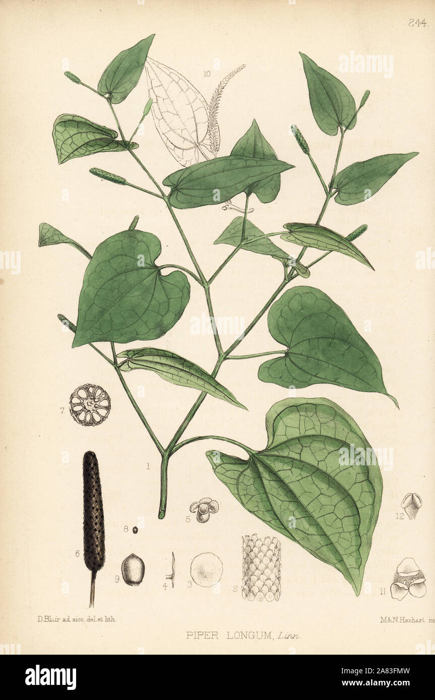 Long pepper or pippul, Piper longum. Handcoloured lithograph by Hanhart ...