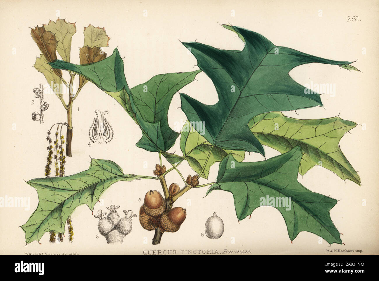 Quercitron oak hi-res stock photography and images - Alamy