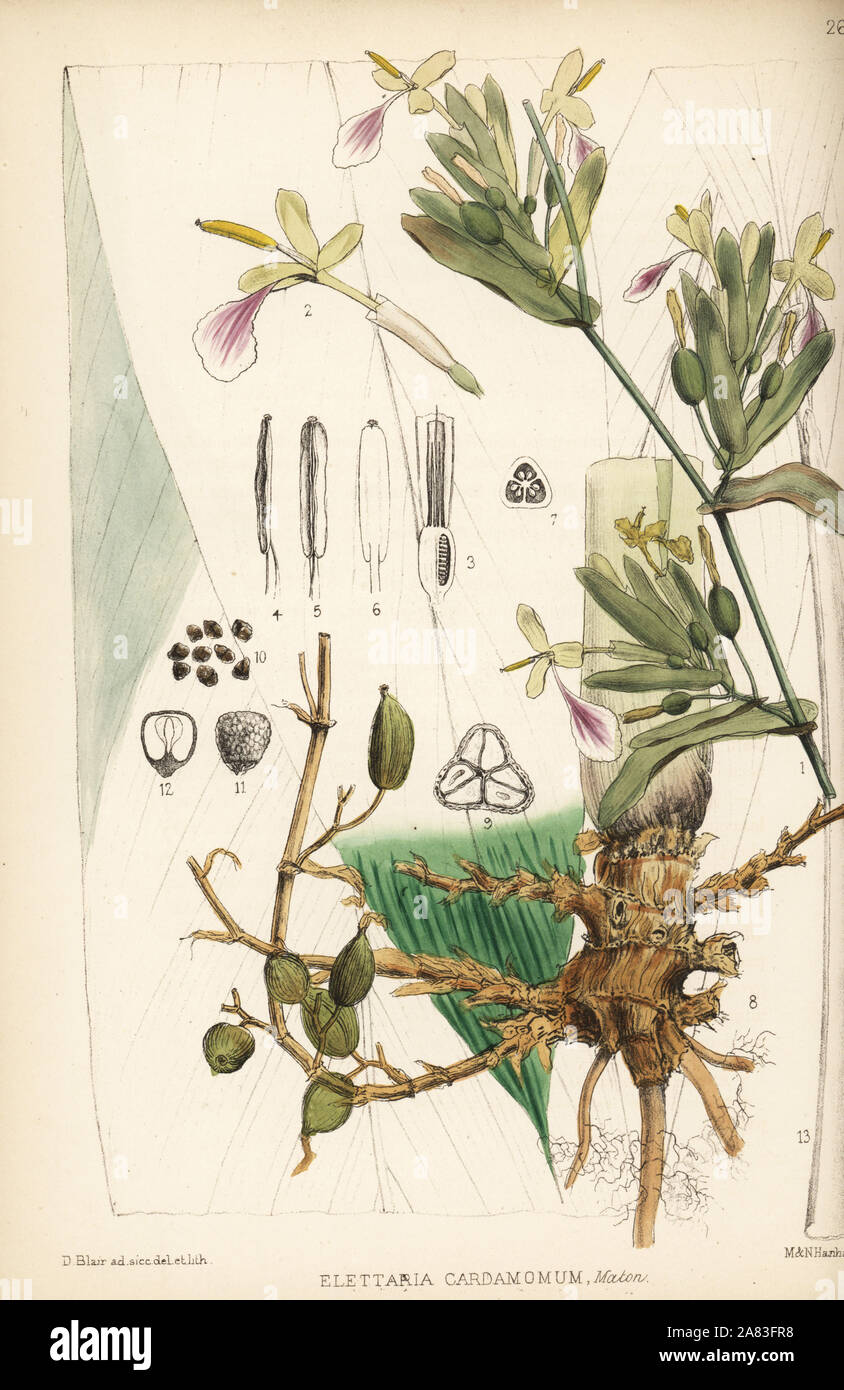 Malabar cardamom or ailum, Elettaria cardamomum. Handcoloured ...